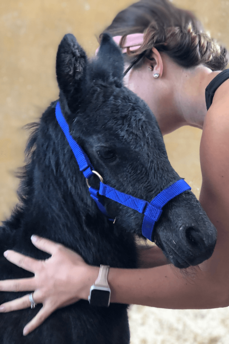 Setting Your Foal Up for Success with Our Top Halter Training Tips ...