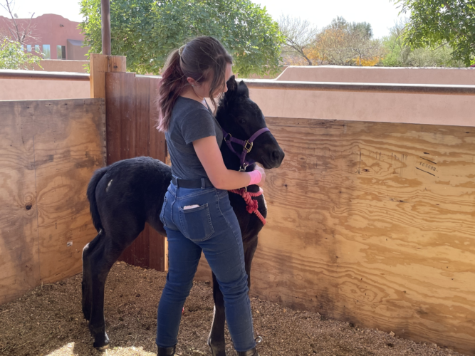 5 Tips to Start Your Foal Training Successfully - starlitridge.com