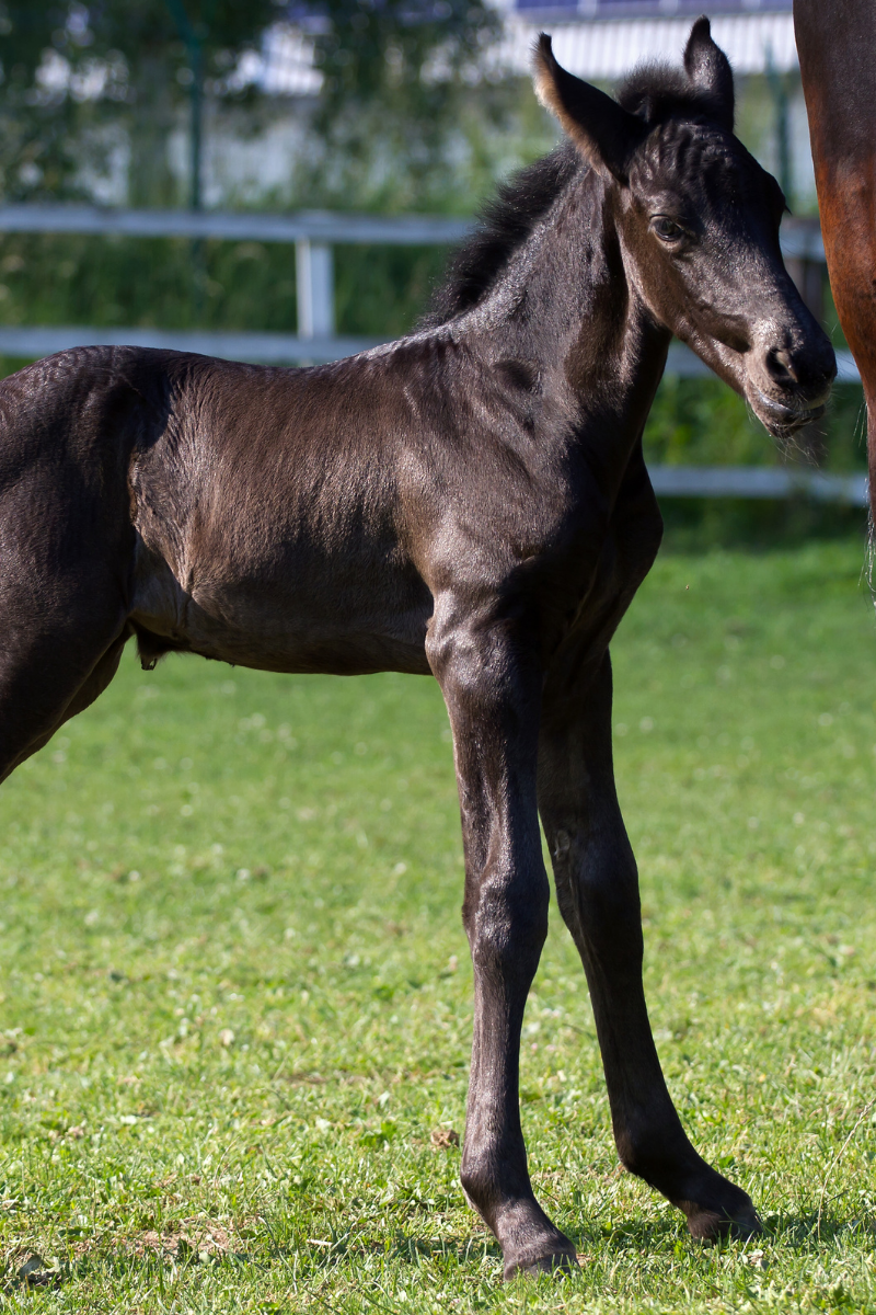 Top 10 Friesian Foal Facts - starlitridge.com