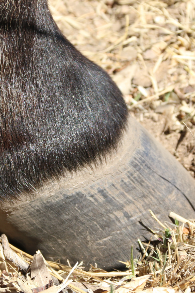 Thrush and Horses: How to Spot It and Treat It Fast - starlitridge.com