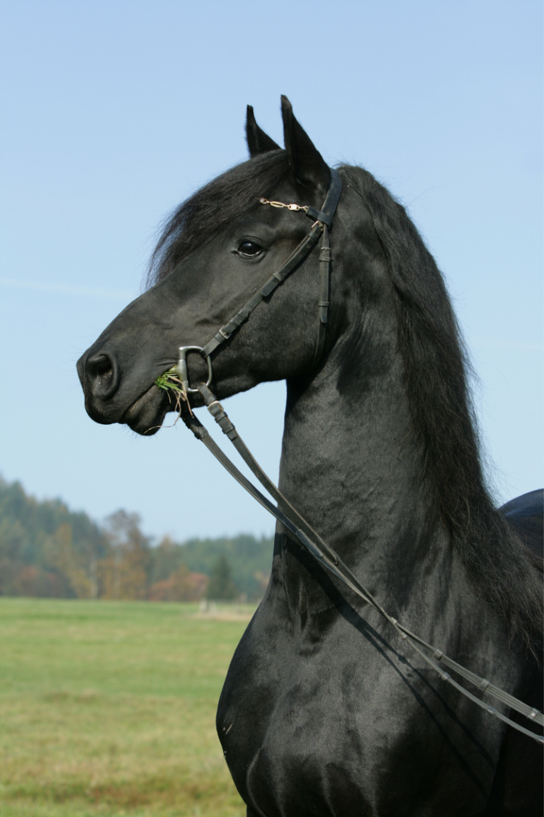 Friesians for Sale - What you need to know - starlitridge.com