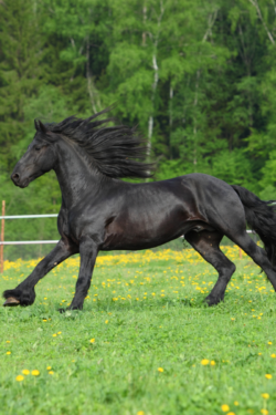 Picking a Friesian Stallion for Your Mare - starlitridge.com